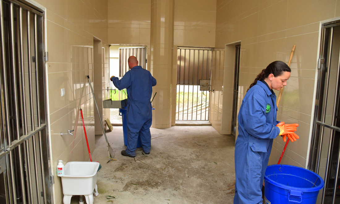 Breeders from Dutch zoo Ouwehands Dierenpark learn giant panda breeding ...