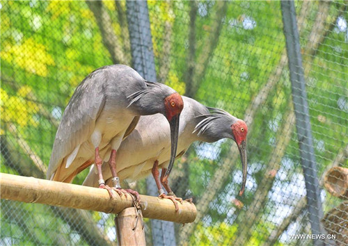 Two crested ibis chicks hatched in SW China breeding center - Global Times