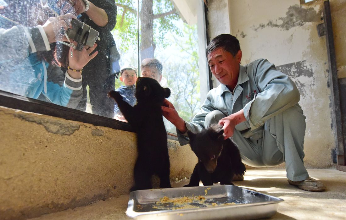 Twin black bear cubs make their debut at Yantai Zoo in China’s Shandong ...