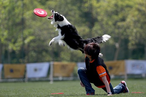 Disc dogs - Global Times