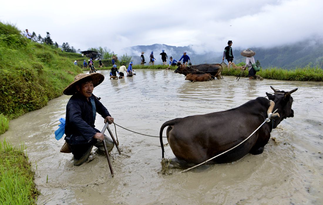 Farmers and oxen plough terrace fields in China’s Guizhou - Global Times
