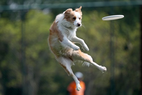 Disc dogs - Global Times