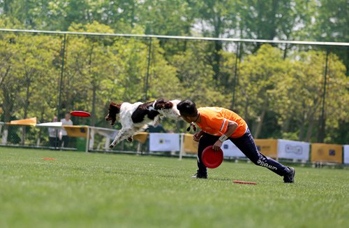 Disc dogs - Global Times