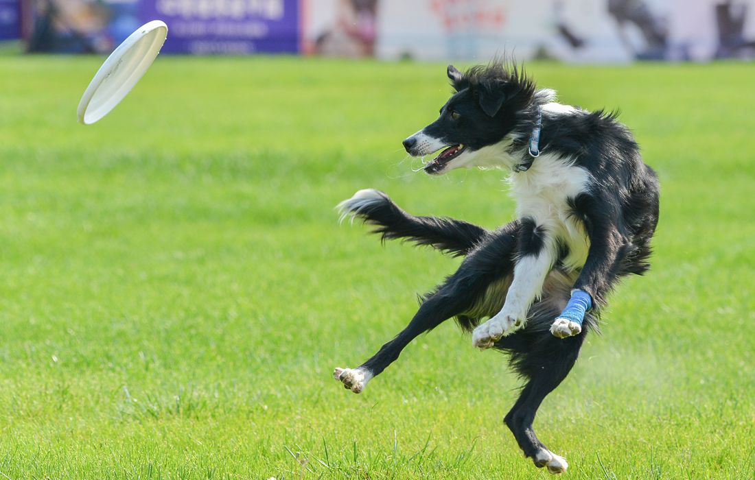 Hot dog! Canines show of their skills at Beijing event - Global Times