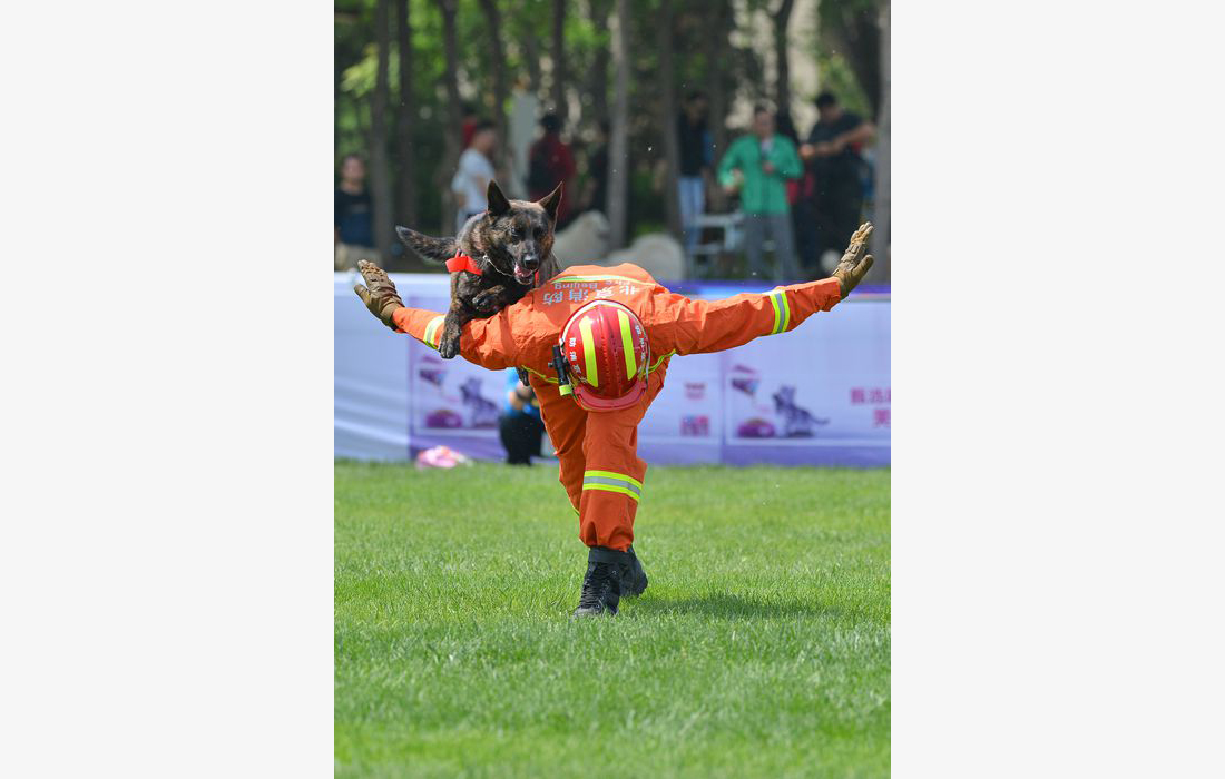 Hot dog! Canines show of their skills at Beijing event - Global Times