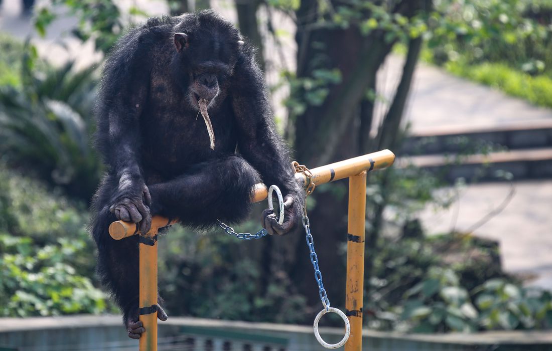 ‘Animal Olympics’ held at Chongqing Wildlife Park - Global Times