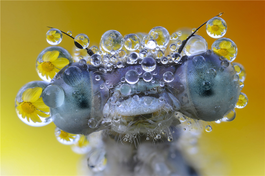Italian insects don dewdrop headdresses - Global Times
