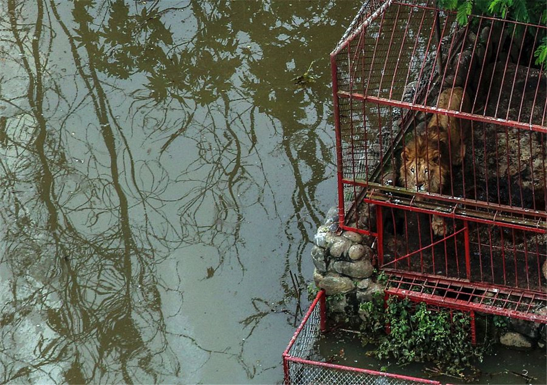 Lion trapped in flooded Colombian zoo - Global Times