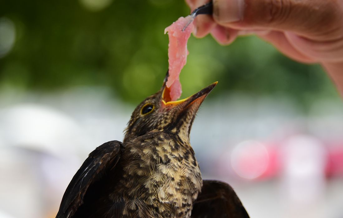 Chinese citizens rescue Sweden's national bird in China’s Zhengzhou ...