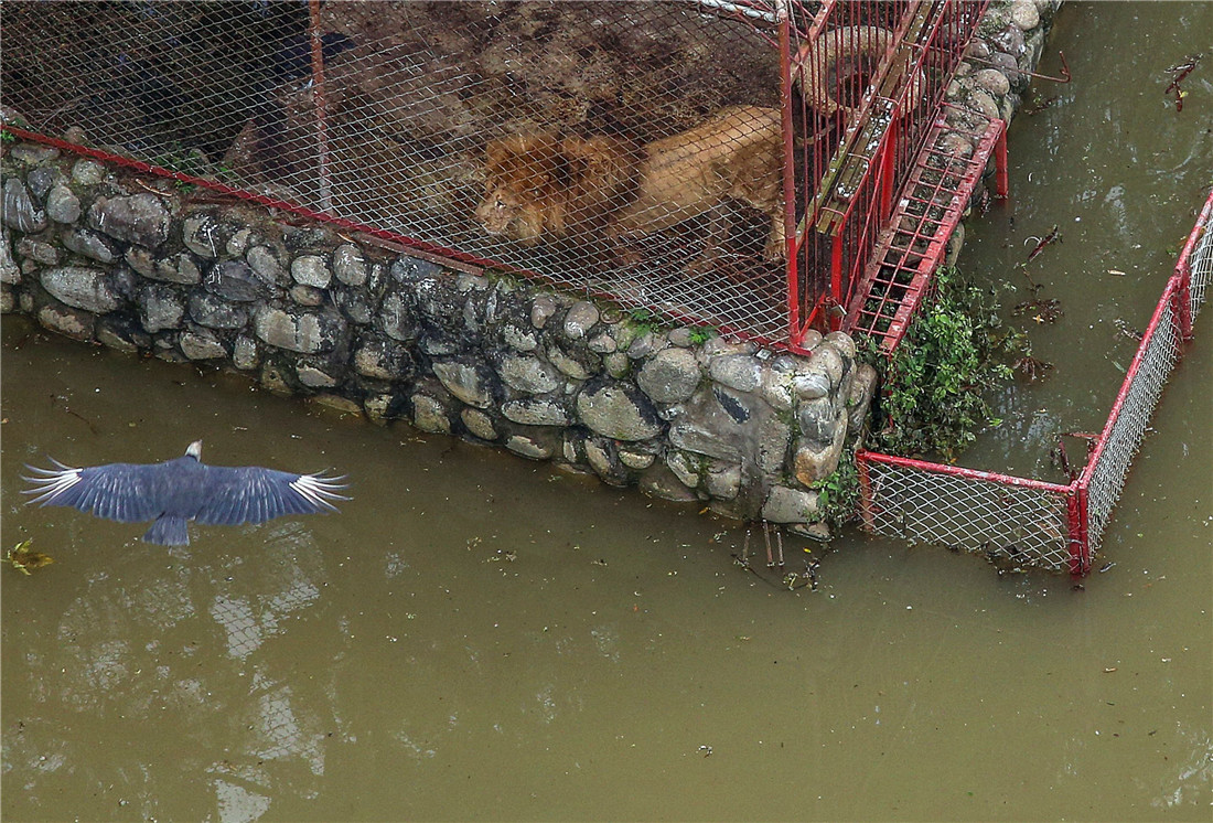 Lion trapped in flooded Colombian zoo - Global Times