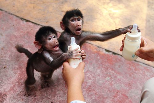 Baby animals show their adorable side at Hangzhou Safari Park in E ...