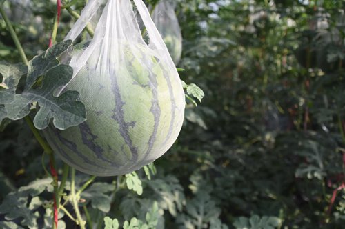 Hey, watermelon man! - Global Times