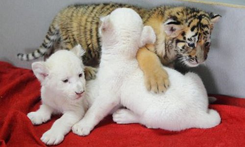 【InPics】Baby animals show their adorable side at Hangzhou Safari Park ...