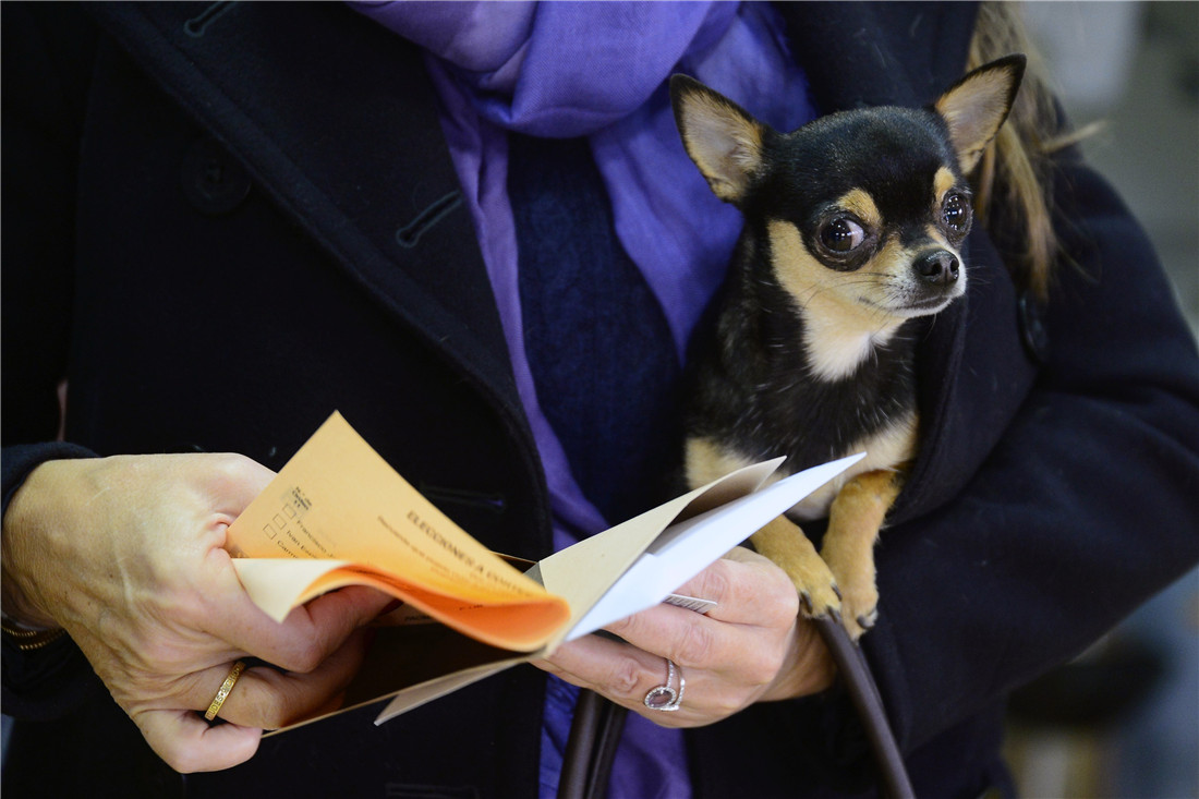 Animals steal the show at polling stations - Global Times
