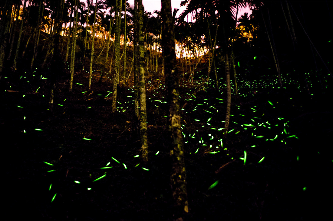 Chengdu firefly exhibition provokes controversy - Global Times