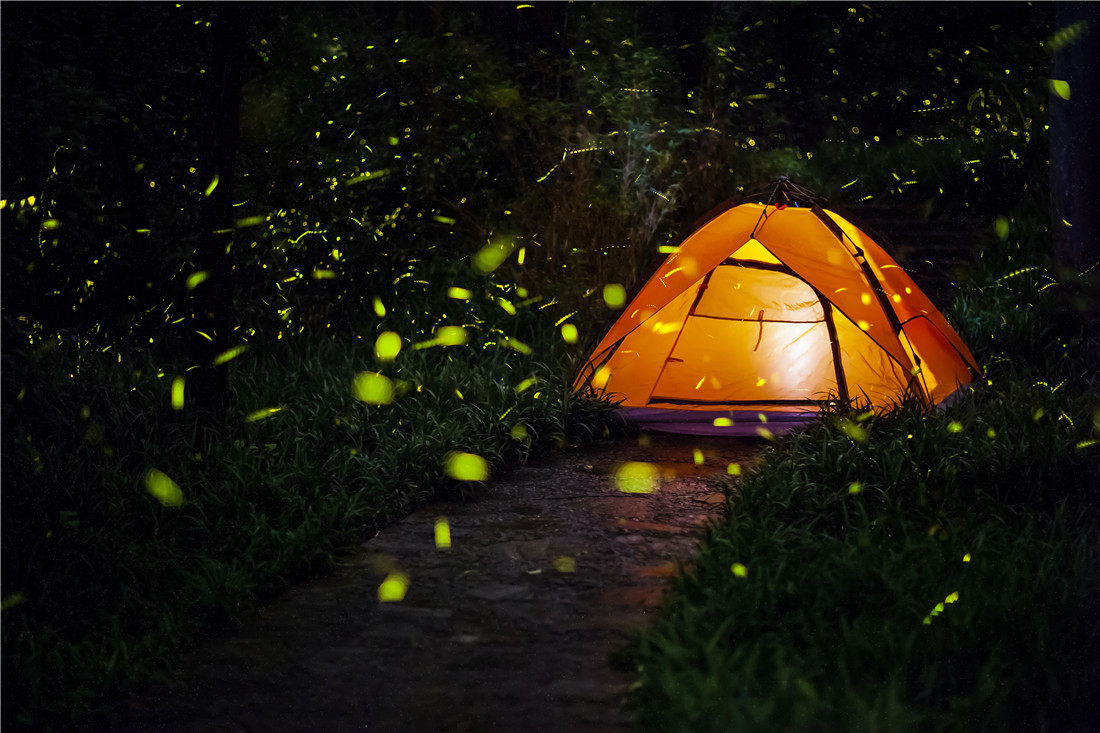 Chengdu firefly exhibition provokes controversy - Global Times