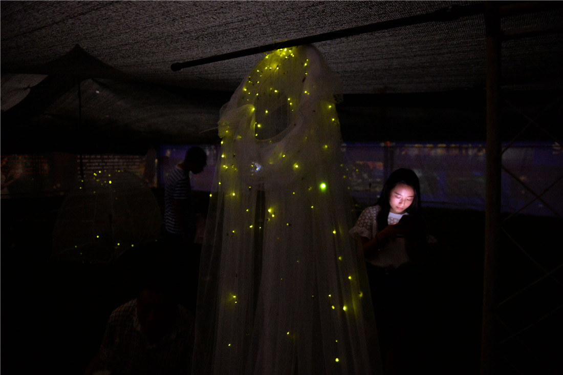 Chengdu firefly exhibition provokes controversy - Global Times