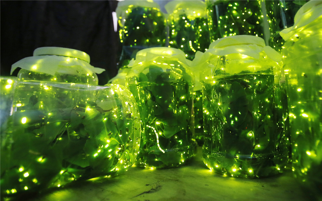 Chengdu firefly exhibition provokes controversy - Global Times
