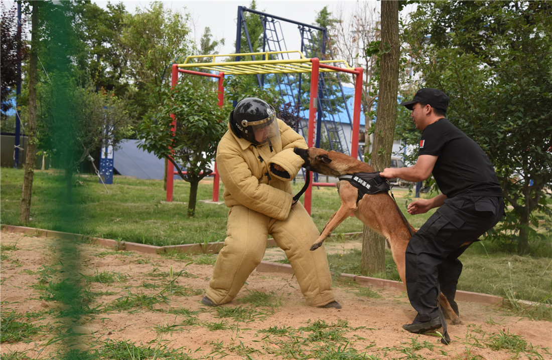 Police dogs undergo training in Shandong - Global Times