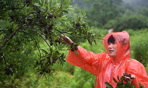 Waxberry planting, fruit picking tours boost economy in China's ...