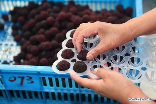 Waxberry planting, fruit picking tours boost economy in China's ...