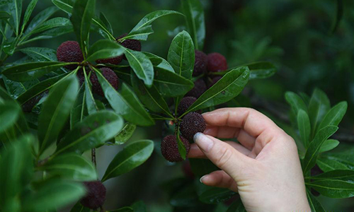 Waxberry planting, fruit picking tours boost economy in China's ...