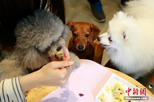 Hang out at Hangzhou’s pet-friendly coffee shop - Global Times