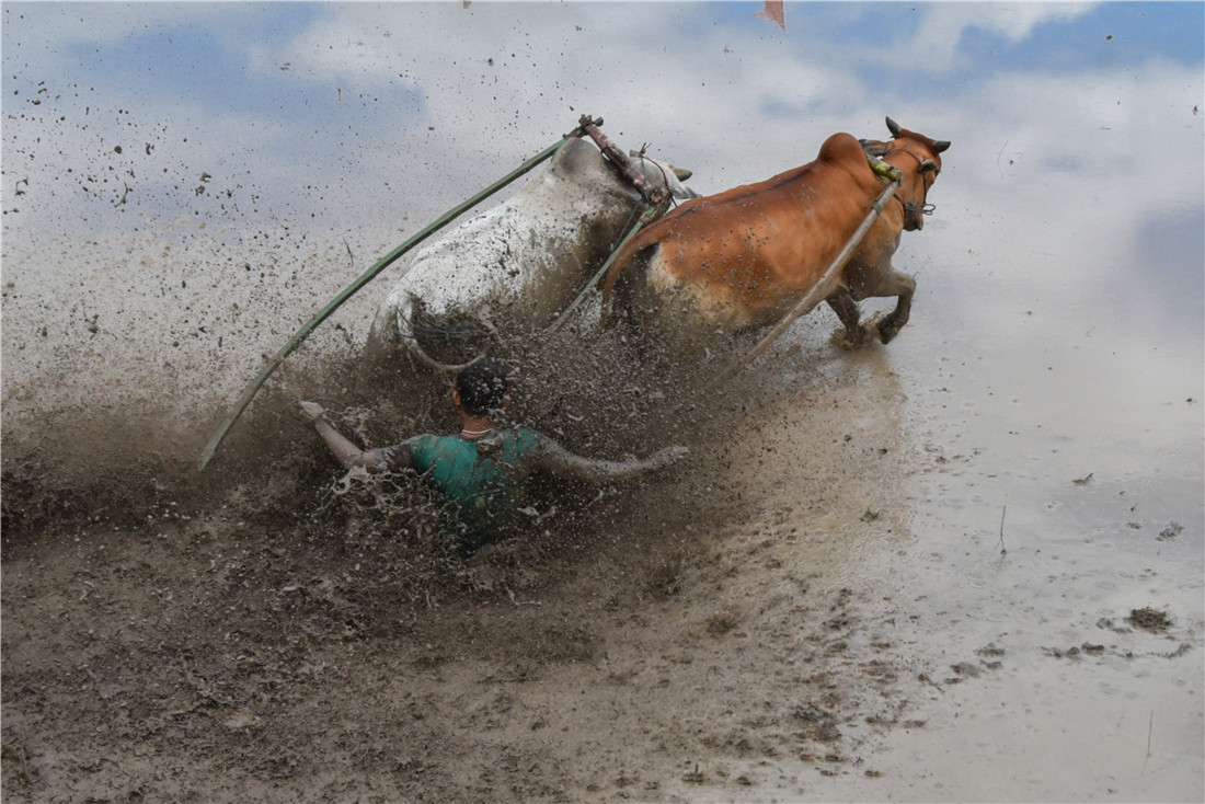 Holy cow! Competitors take part in Indonesia’s mud cow race - Global Times