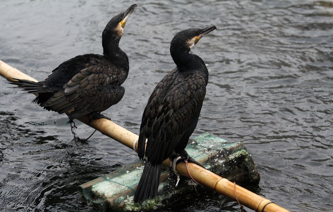Cormorants enjoy leisure time during off-season for fishing in China’s ...
