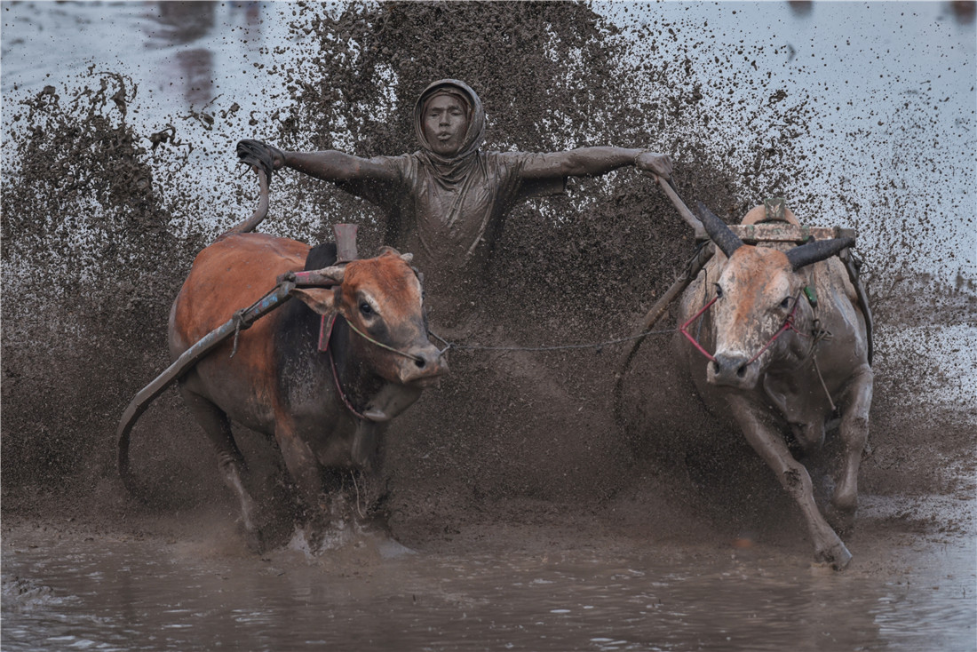 Holy cow! Competitors take part in Indonesia’s mud cow race - Global Times