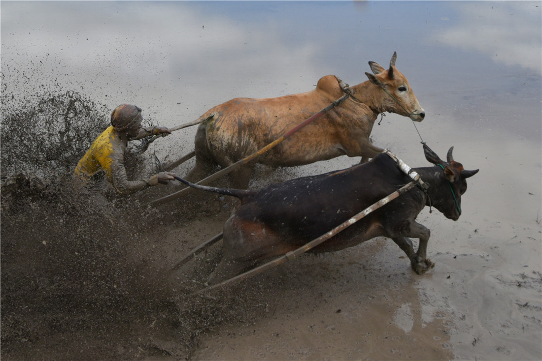 Holy cow! Competitors take part in Indonesia’s mud cow race - Global Times