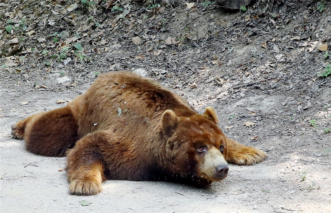 Animals find relief in scorching summer heat - Global Times