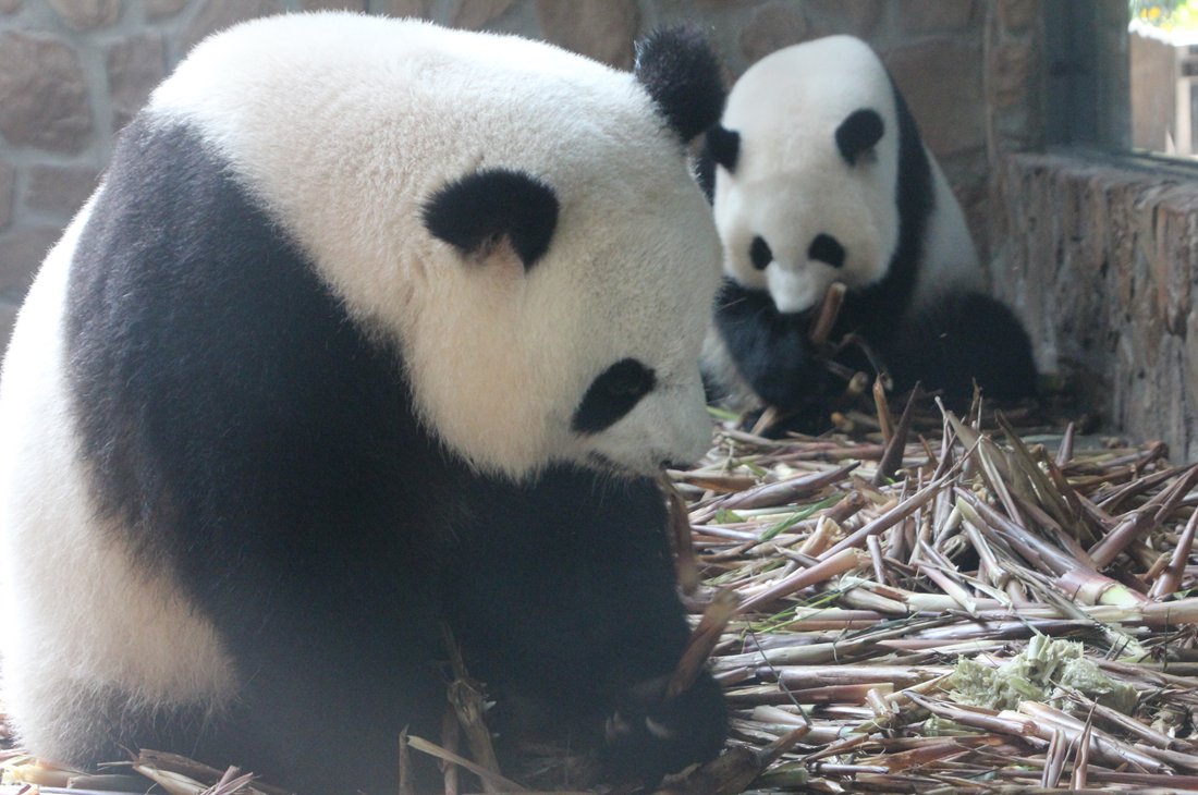 Pandas spend hot days eating, enjoying air conditioning in Sichuan ...