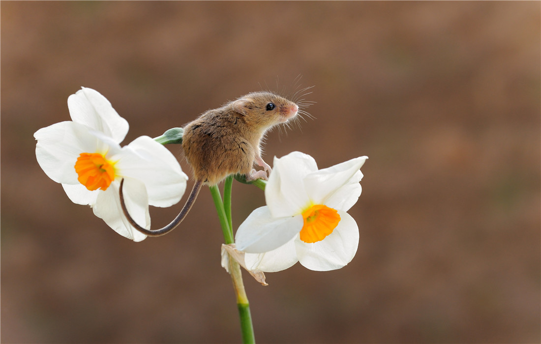 British photographer snaps close-ups of small harvest mice - Global Times