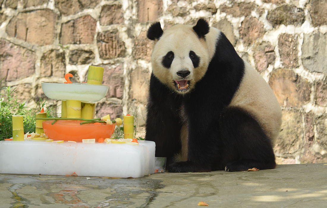 US-born panda Tai Shan celebrates 12th birthday in SW China’s Sichuan ...