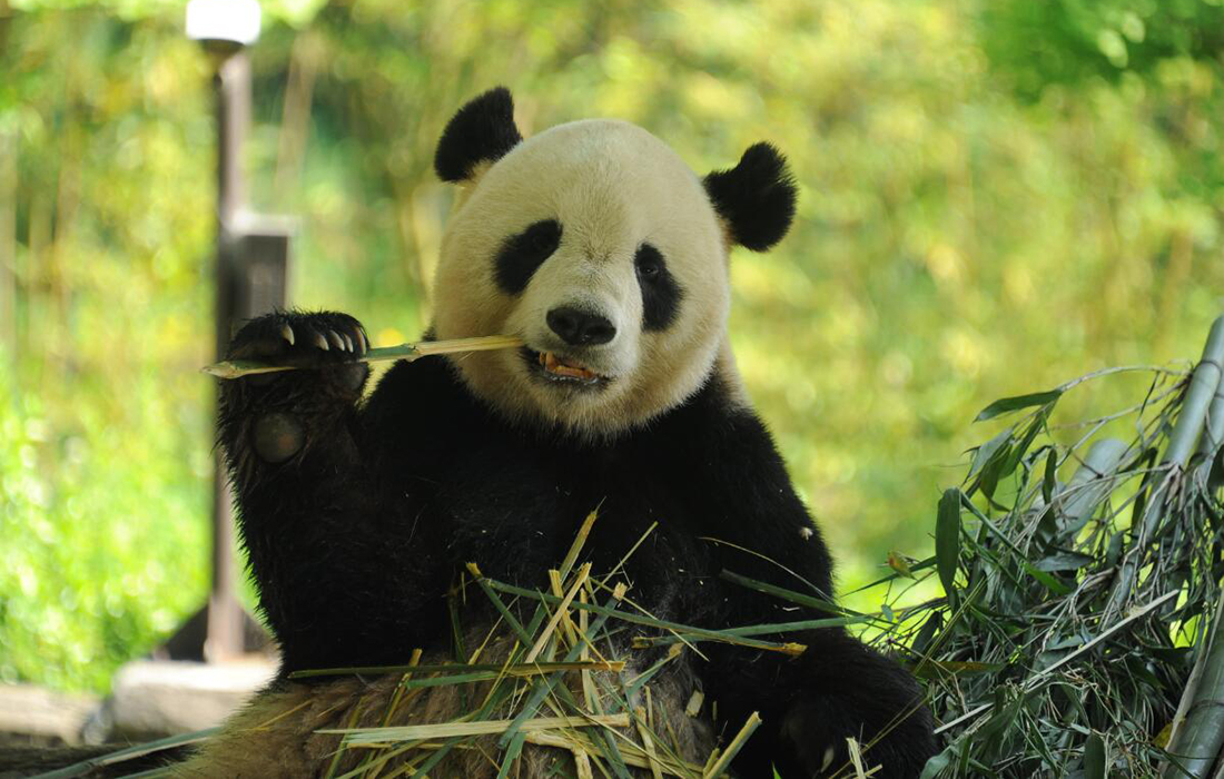 US-born panda Tai Shan celebrates 12th birthday in SW China’s Sichuan ...
