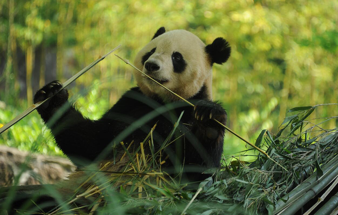 US-born panda Tai Shan celebrates 12th birthday in SW China’s Sichuan ...