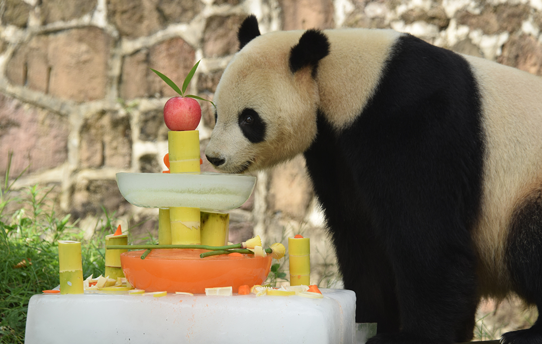 US-born panda Tai Shan celebrates 12th birthday in SW China’s Sichuan ...