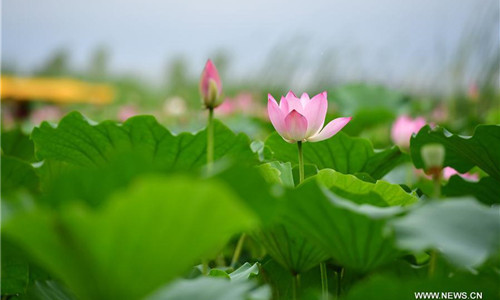 Sea of lotuses in central China's Henan - Global Times