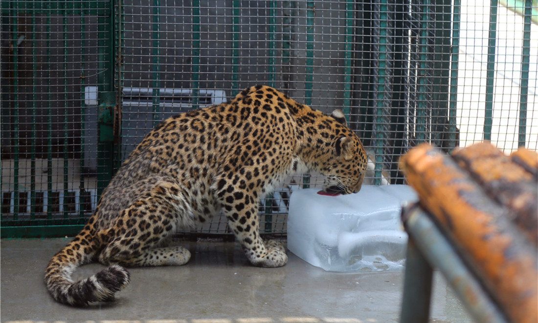 How do animals cope with the heat wave? - Global Times