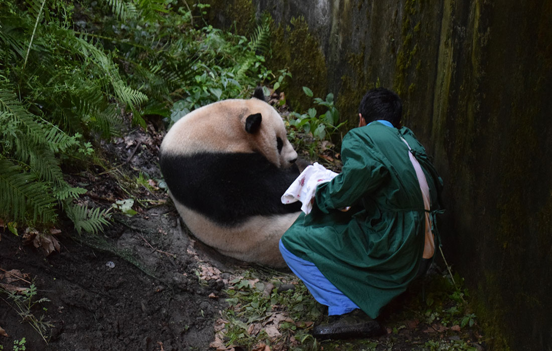 It's a boy! First baby panda born to captive mother and wild father ...