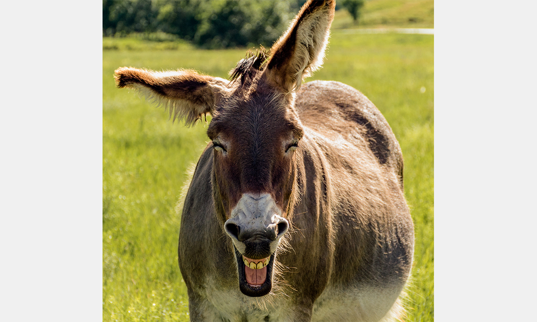 Silly pets that make us laugh out loud - Global Times