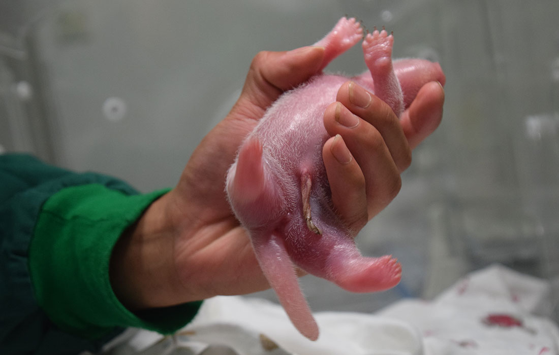 It's a boy! First baby panda born to captive mother and wild father ...
