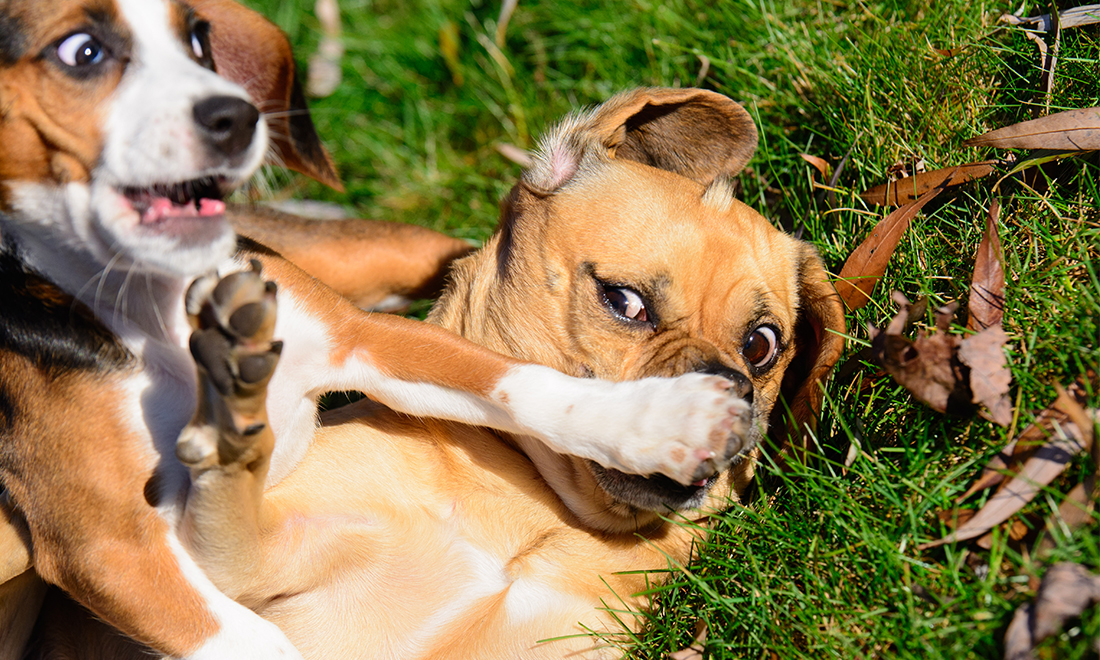 Silly pets that make us laugh out loud - Global Times