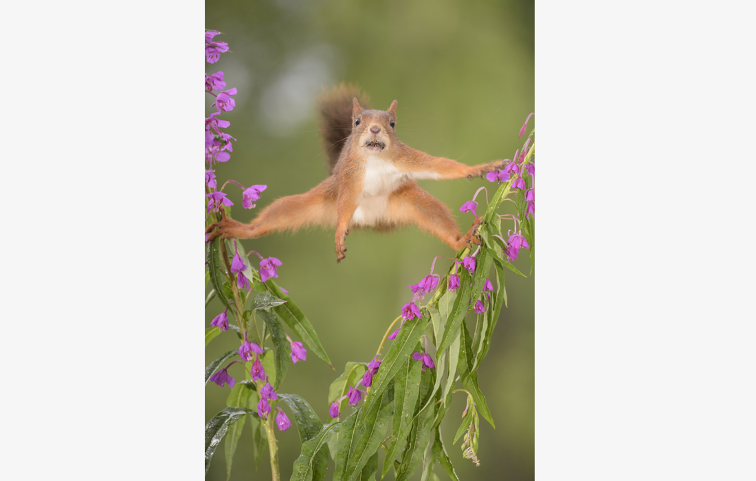 Acrobatic squirrel - Global Times