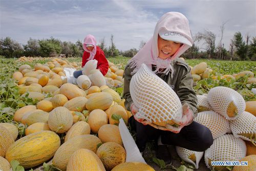 Farmers harvest Hami melons in NW China's Xinjiang - Global Times
