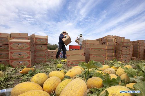 Farmers harvest Hami melons in NW China's Xinjiang - Global Times