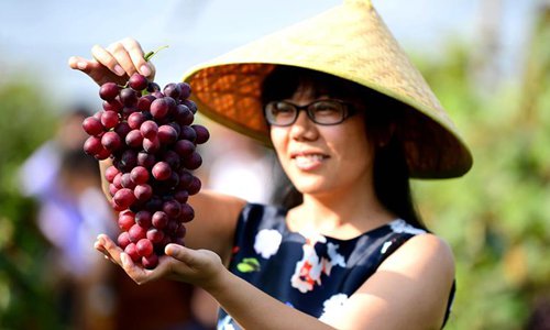 Tourists pick grapes at vineyard in N China's Hebei - Global Times