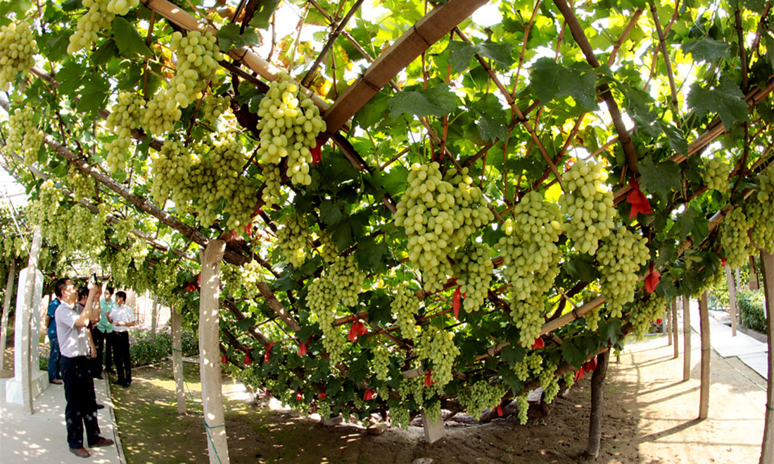 1,300-year-old Xuanhua Grape Gardens provide a taste of history ...