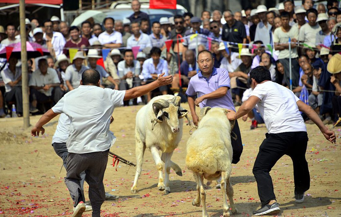 Goat fight in East China's county - Global Times